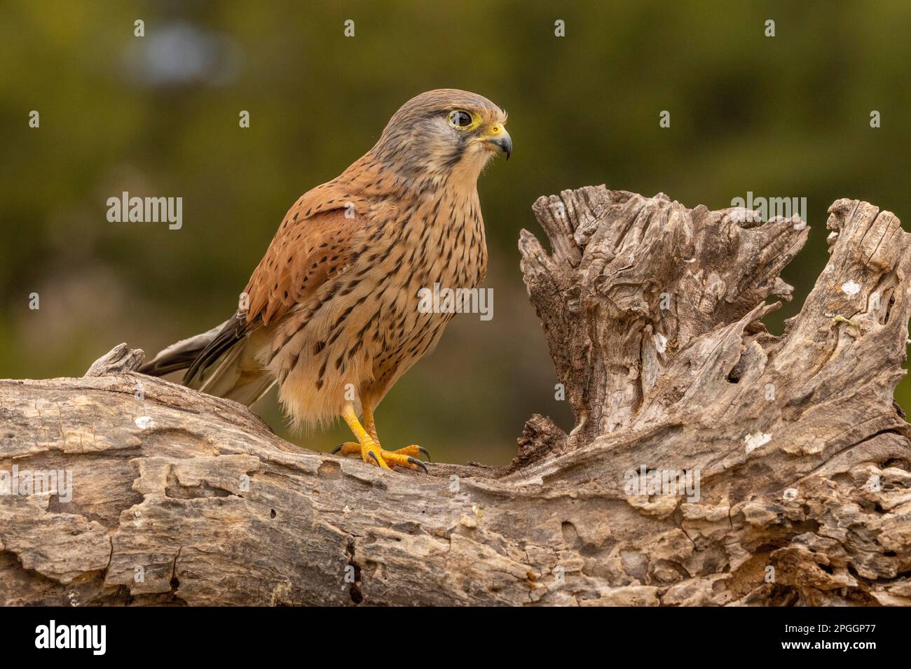 Common kestrel (Falco tinnunculus) male on root, Valencia, Andalusia ...