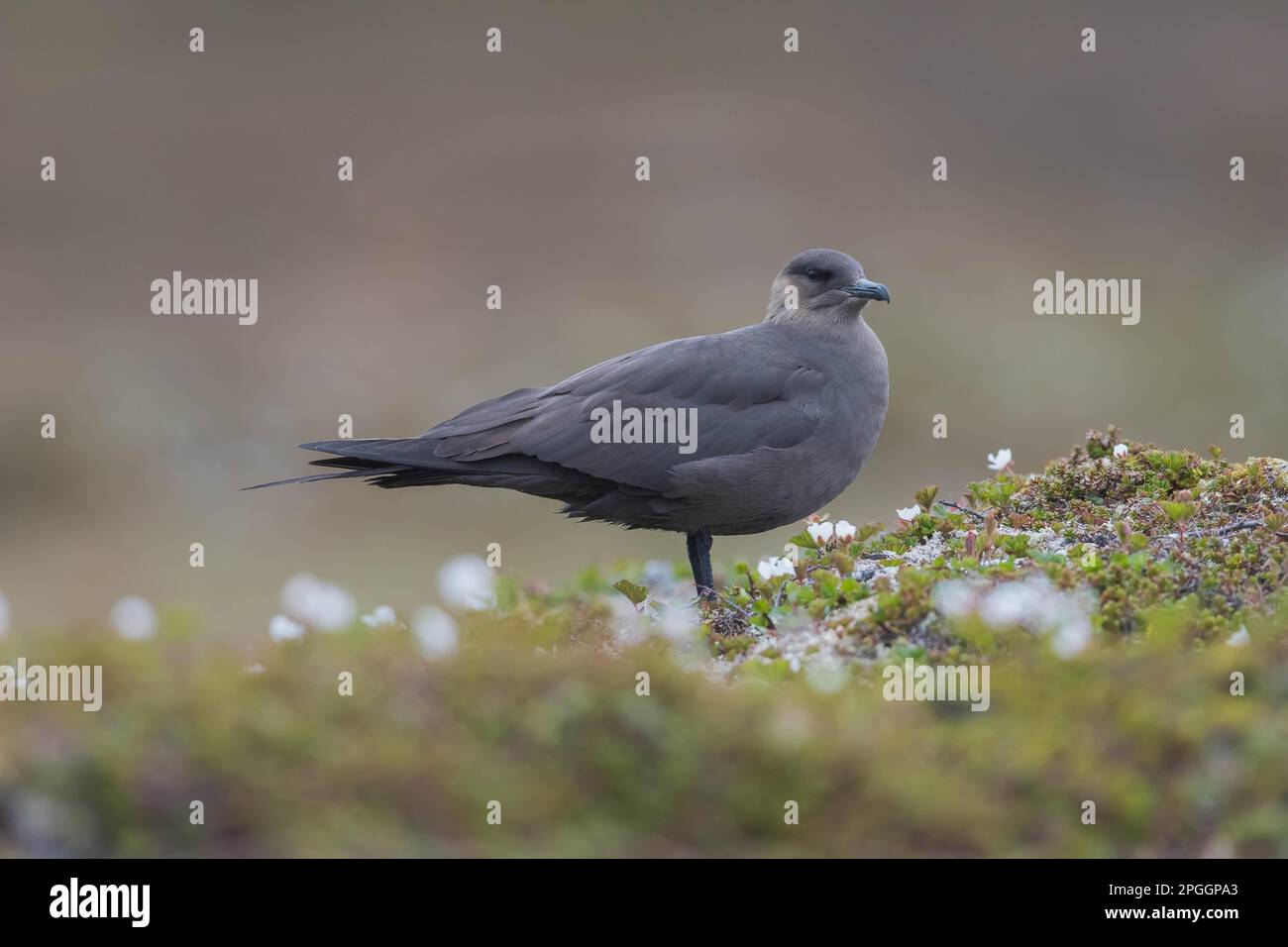Arctic skua (Stercorarius parasiticus), Varanger, Norway Stock Photo ...