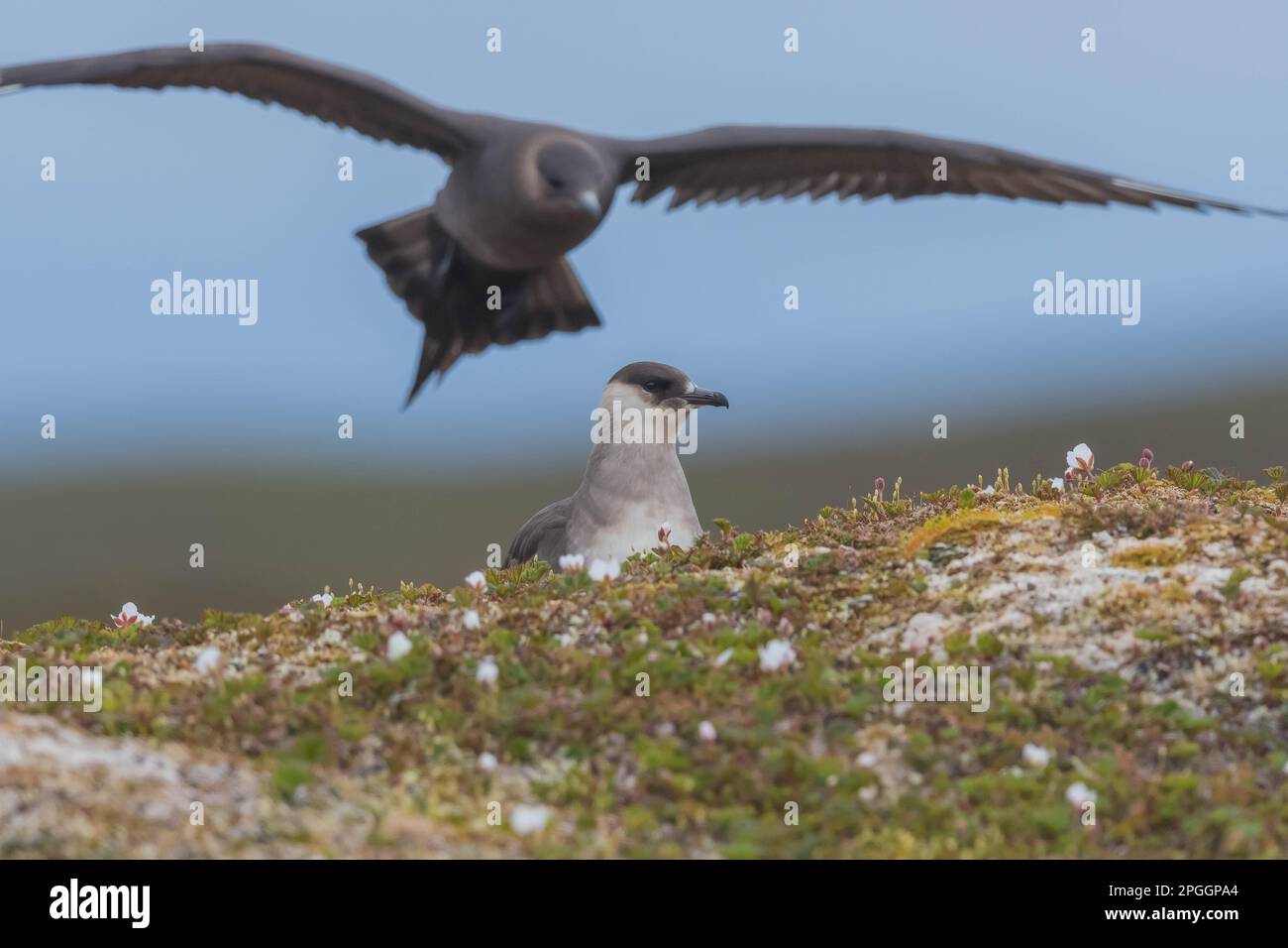 Skuas in their environment hi-res stock photography and images - Alamy