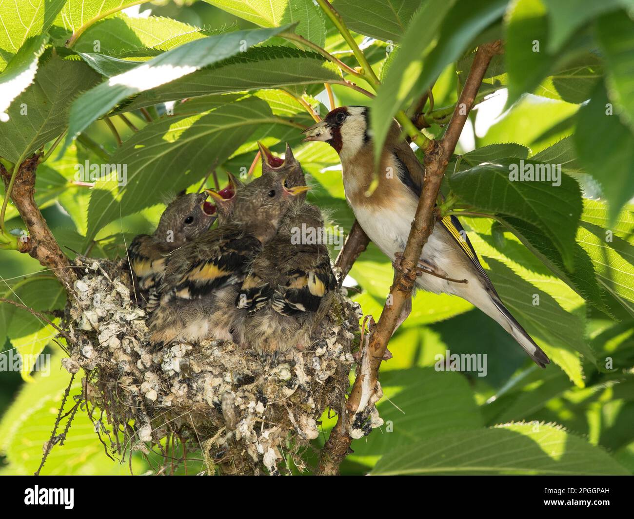 Distelfink mit Jungvoegeln am Nest, NRW, Deutschland, (Carduelis ...