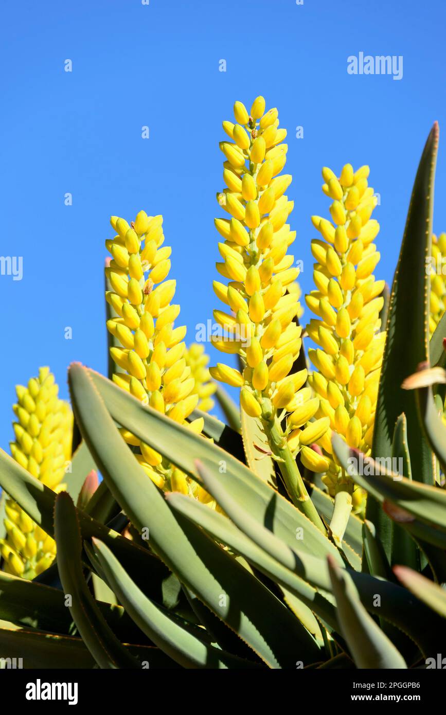 Flower of quiver tree (Aloe dichotoma), Tsauchab River Camp, Namibia ...