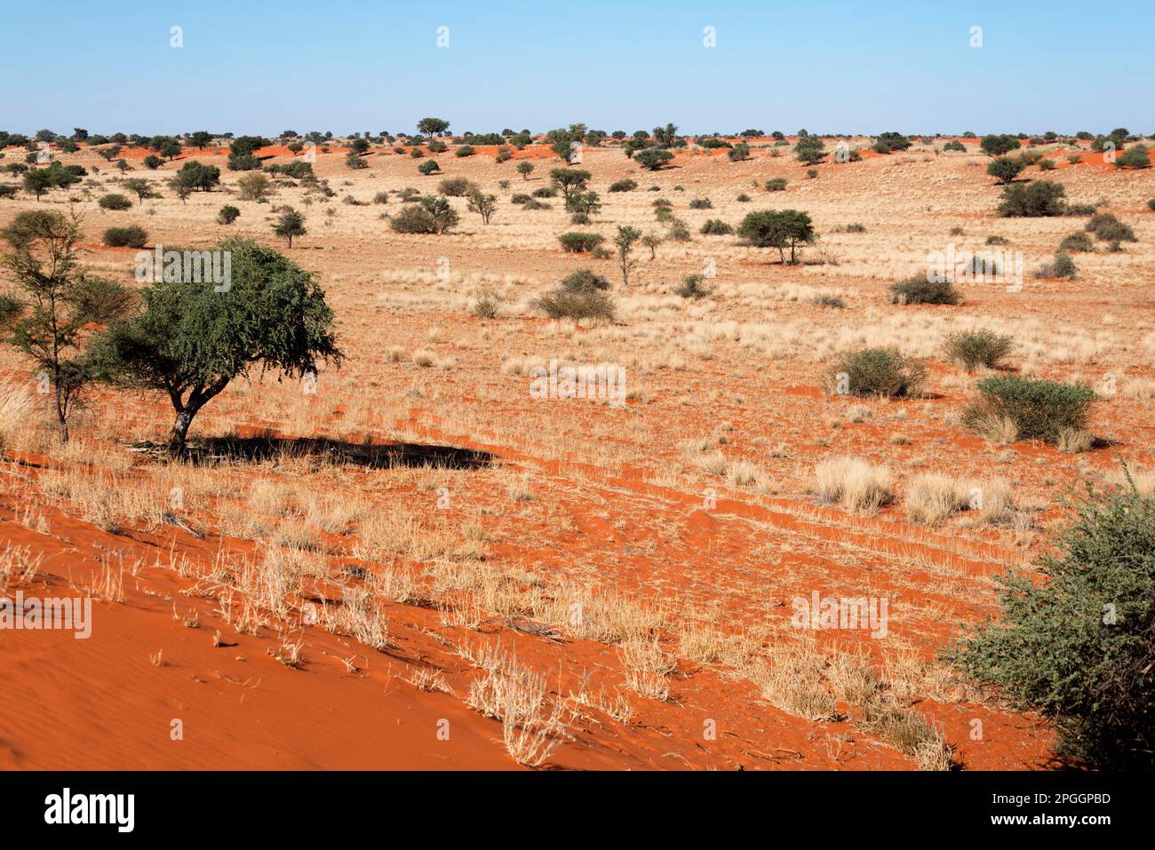 Kalahari desert southern namibia hi-res stock photography and images ...