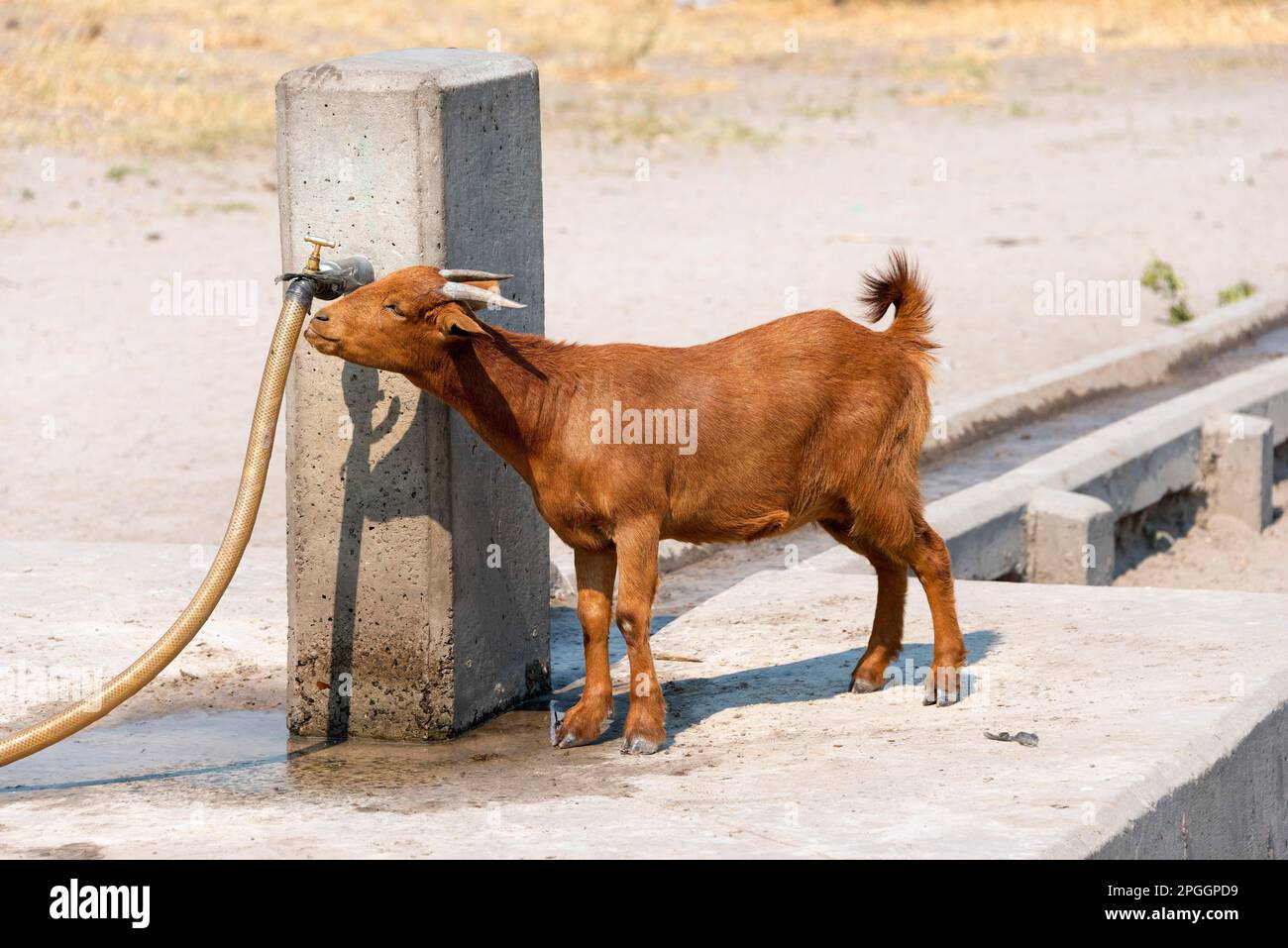Goat drinking from tap, village on C49, Caprivi, Namibia Stock Photo ...