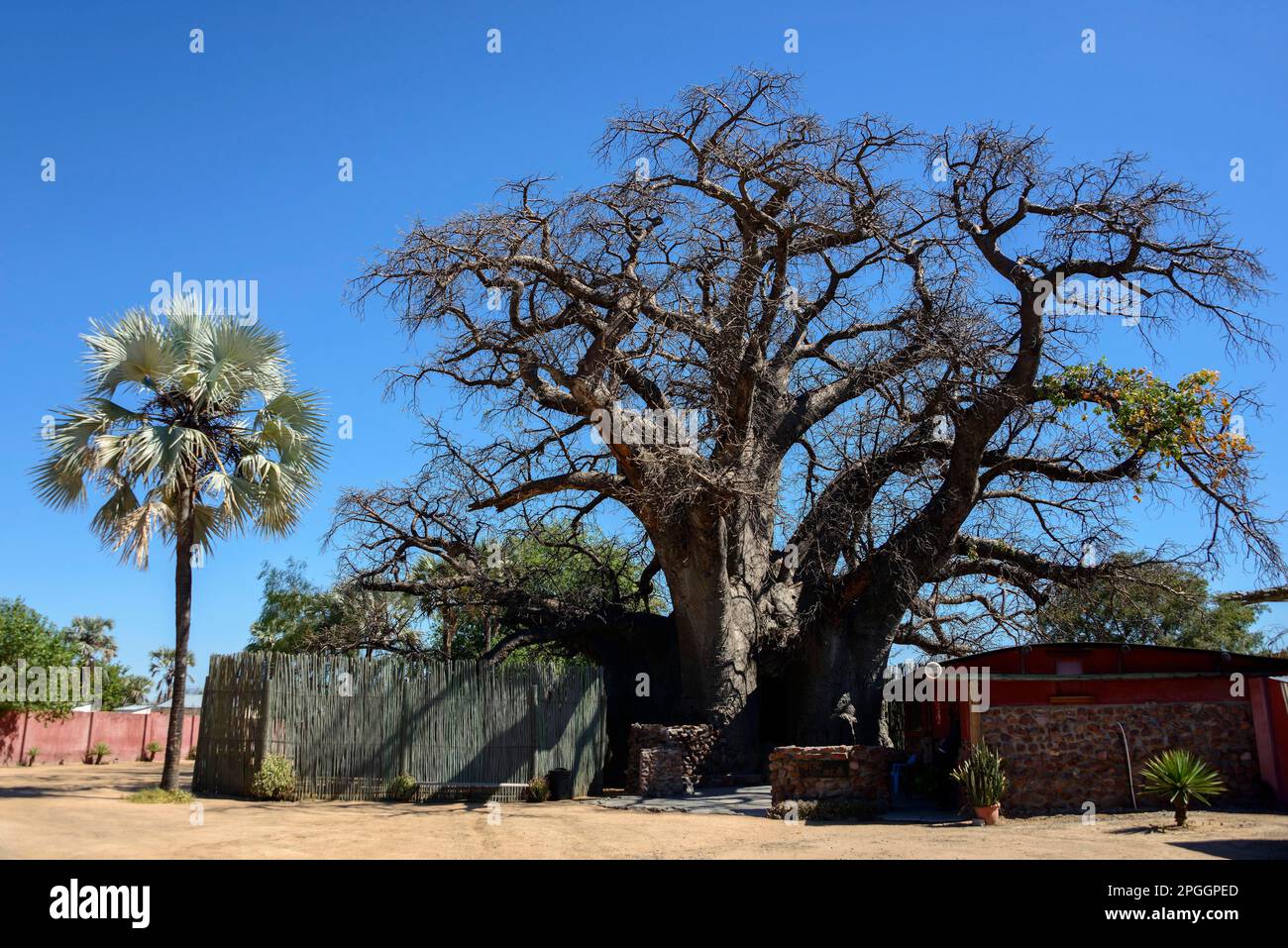 Ombalantu baobab tree hi-res stock photography and images - Alamy