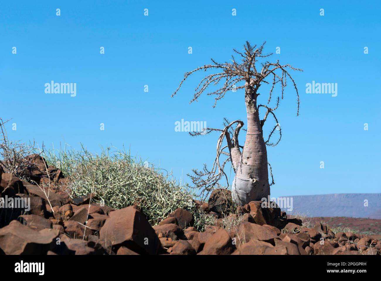 Bottle Tree (Pachypodium lealii), Damaraland, Namibia Stock Photo - Alamy