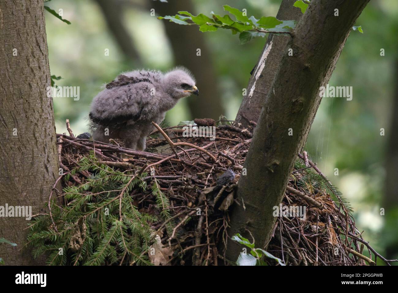 Buzzard with fledgling prey hi-res stock photography and images - Alamy