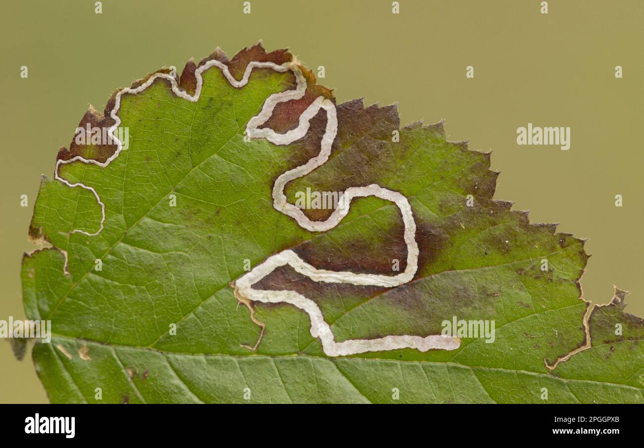 Nepticulidae, Insects, Moths, Butterflies, Animals, Other animals, Leaf ...