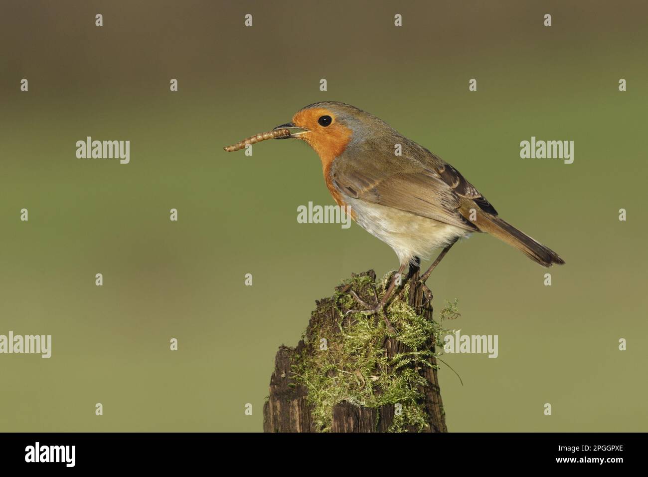 Adult robin feeding young hi-res stock photography and images - Alamy