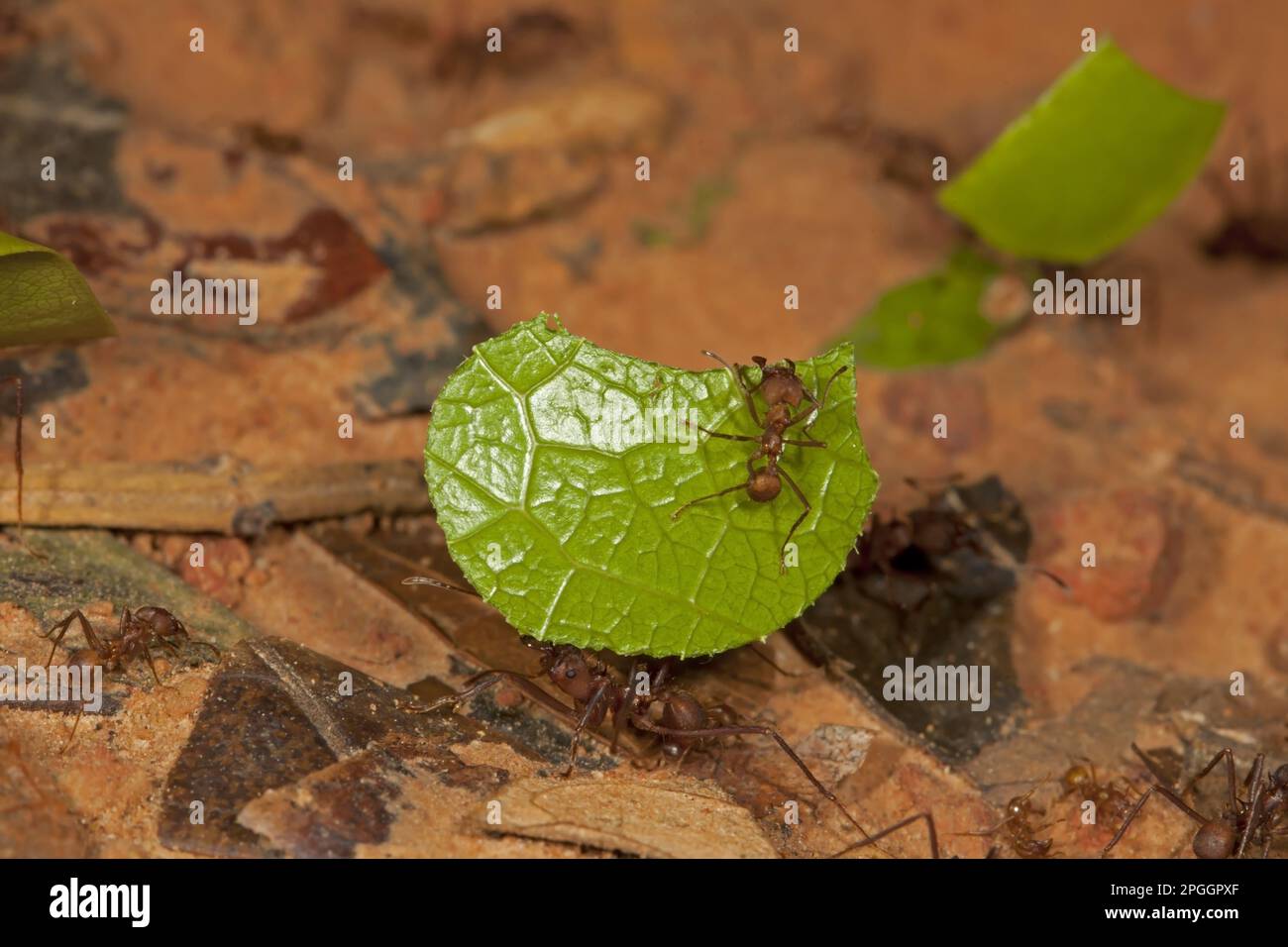 Leafcutter Ant, Leafcutter Ant, Other Animals, Insects, Animals, Ants ...
