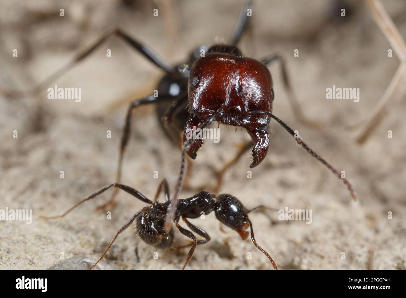 Harvester ant (Messor barbara) main and secondary workers, main worker ...
