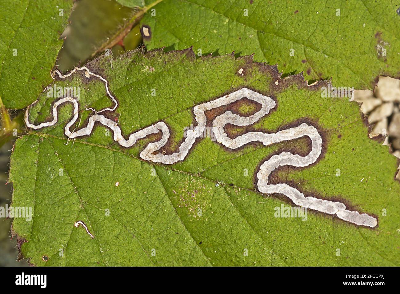 Nepticulidae, Insects, Moths, Butterflies, Animals, Other animals, Leaf ...