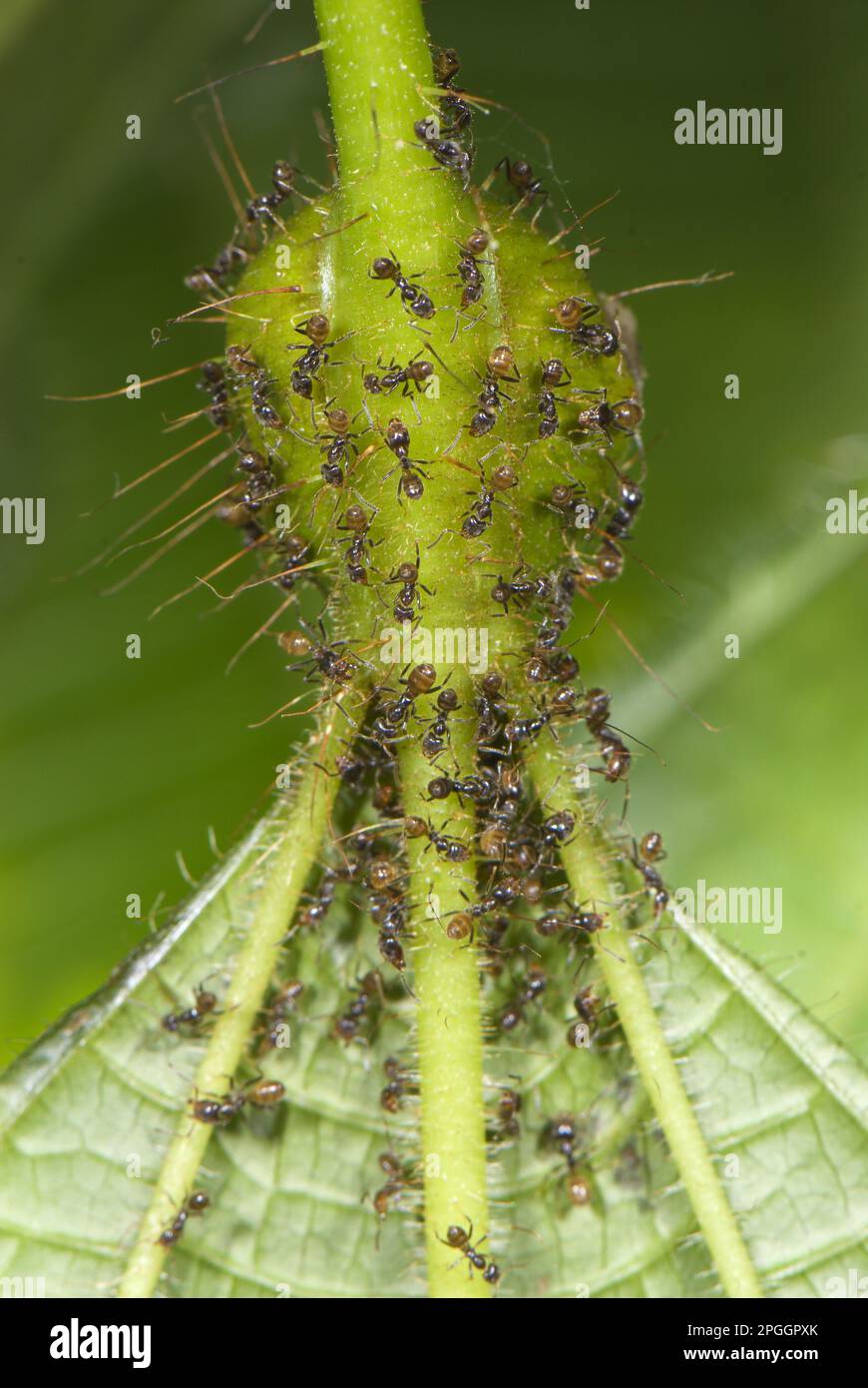 Ant (Azteca sp.) adults, group on Tococa (Tococa guianensis ...