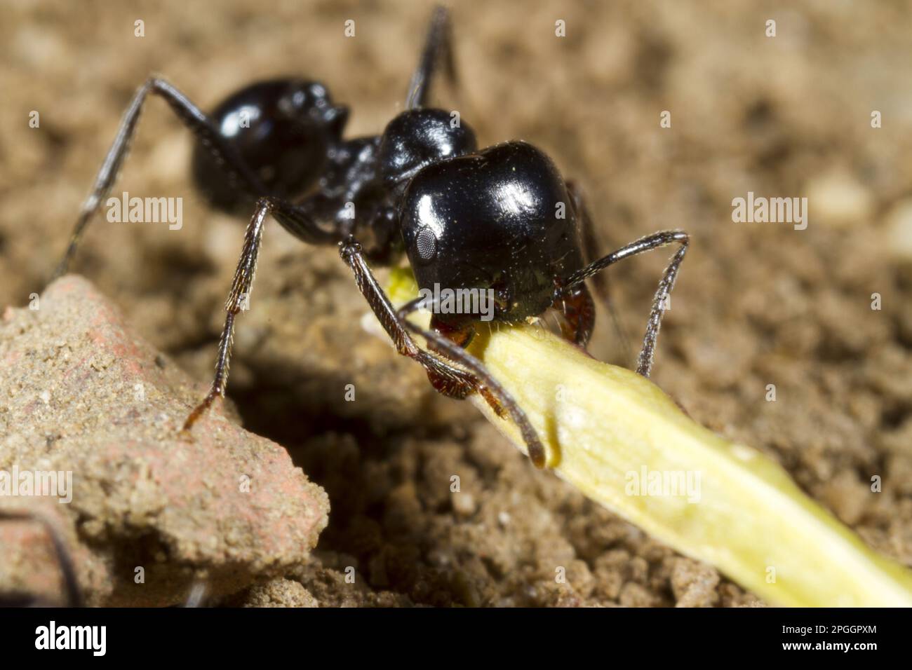 Harvester Ant, Harvester ants, Other animals, Insects, Animals, Ants ...