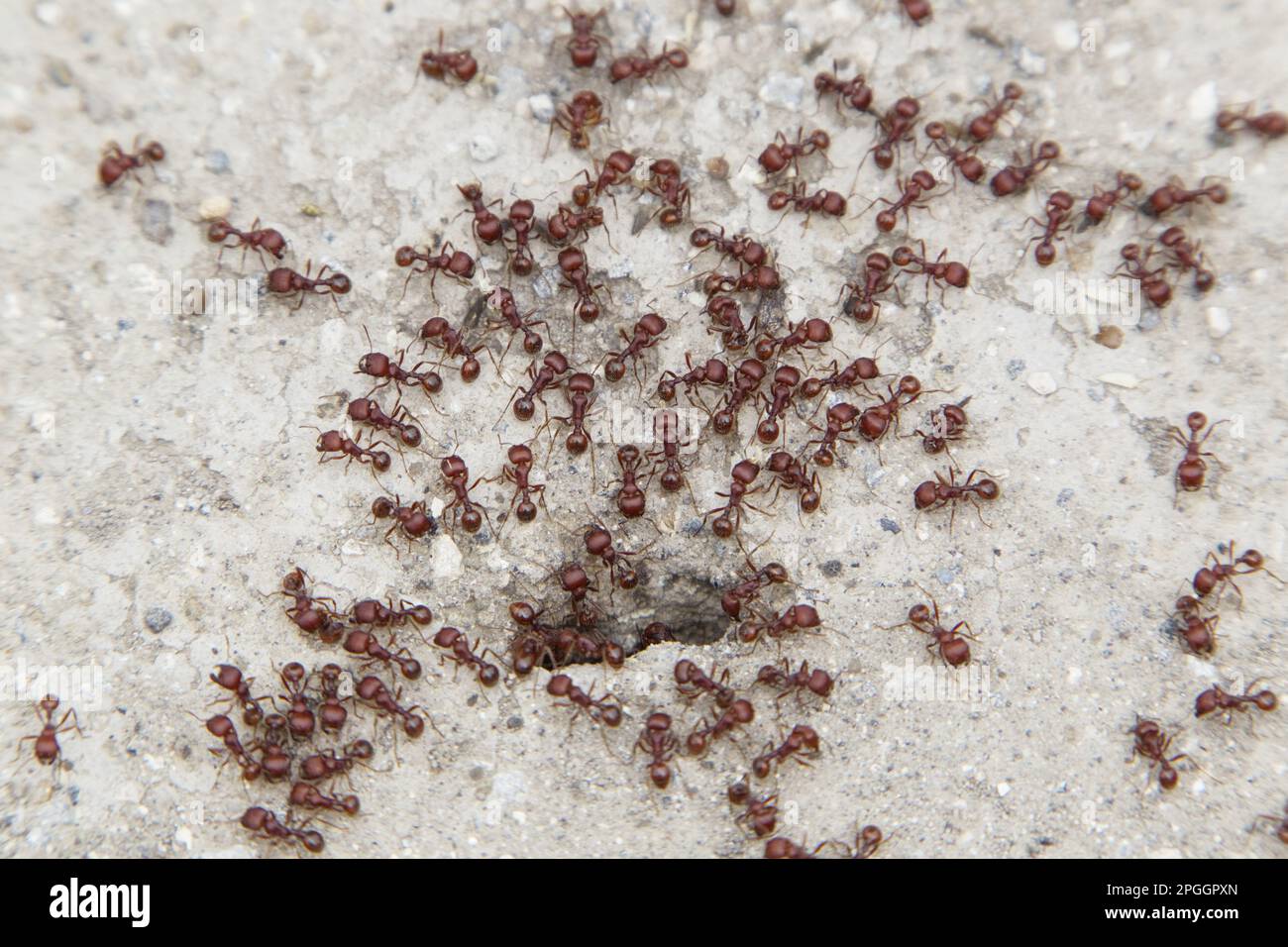 Southern Fire Ant (Solenopsis xyloni) adults, swarm at nesthole ...
