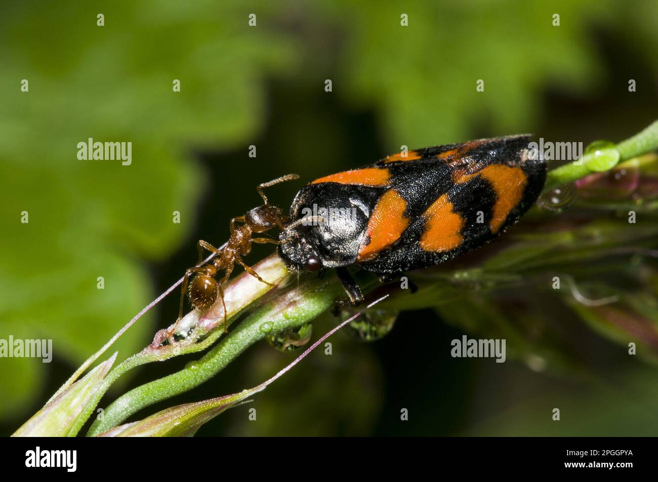 Red Ant (Myrmica rubra) adult, meeting Black-and-red Froghopper ...
