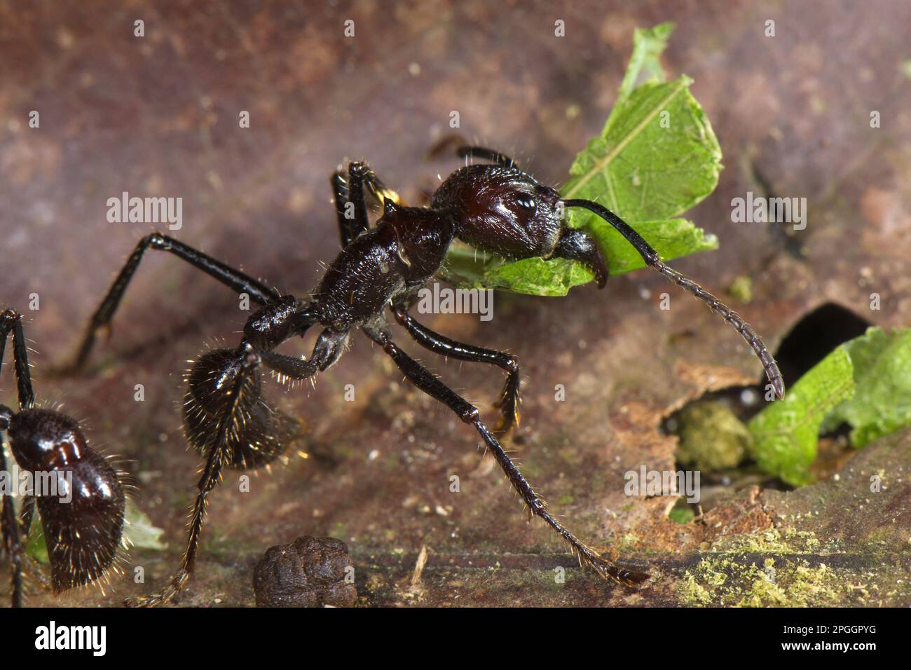 24-hour ant, 24-hour ants, bullet ant (Paraponera clavata), Tropical ...