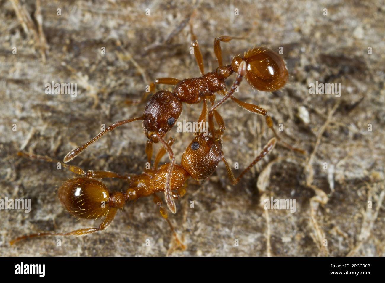 Red garden ant, Red yellow knot ant, Red garden ants (Myrmica rubra ...