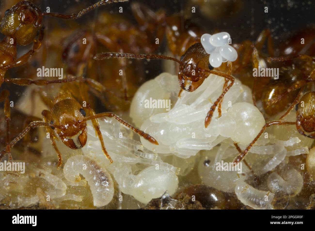 Red garden ant, Red yellow knot ant, Red garden ants (Myrmica rubra ...