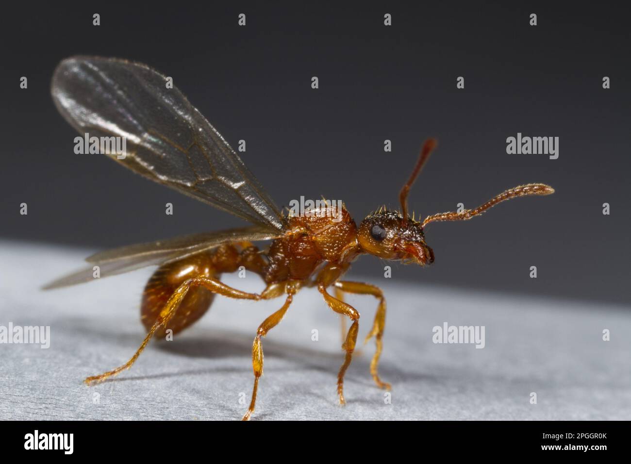 Fire Ant Queen Fallout