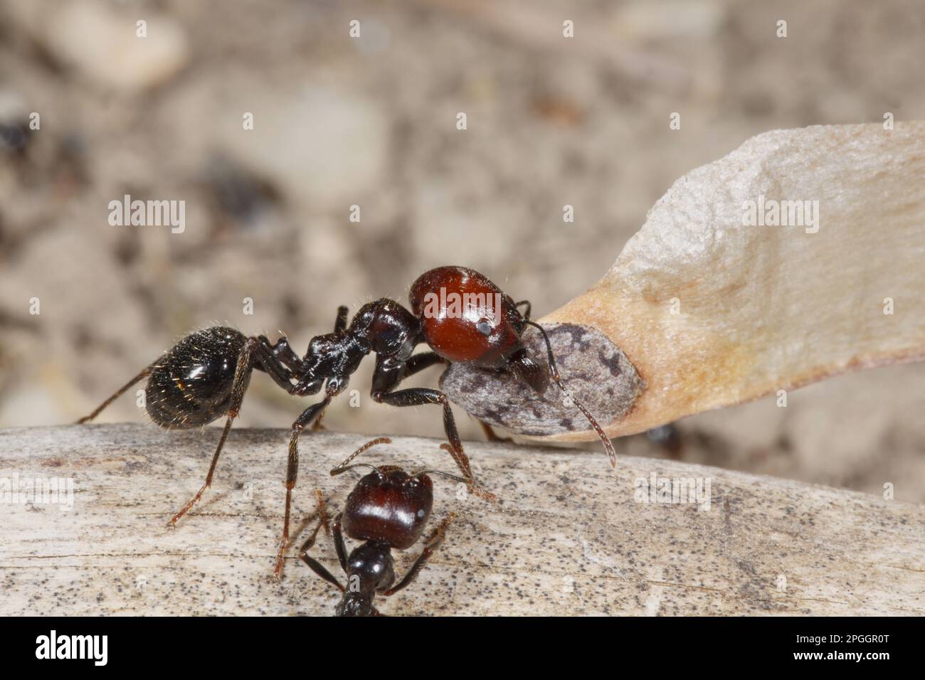 Harvester ant (Messor barbara), medium worker, carrying pine seeds ...