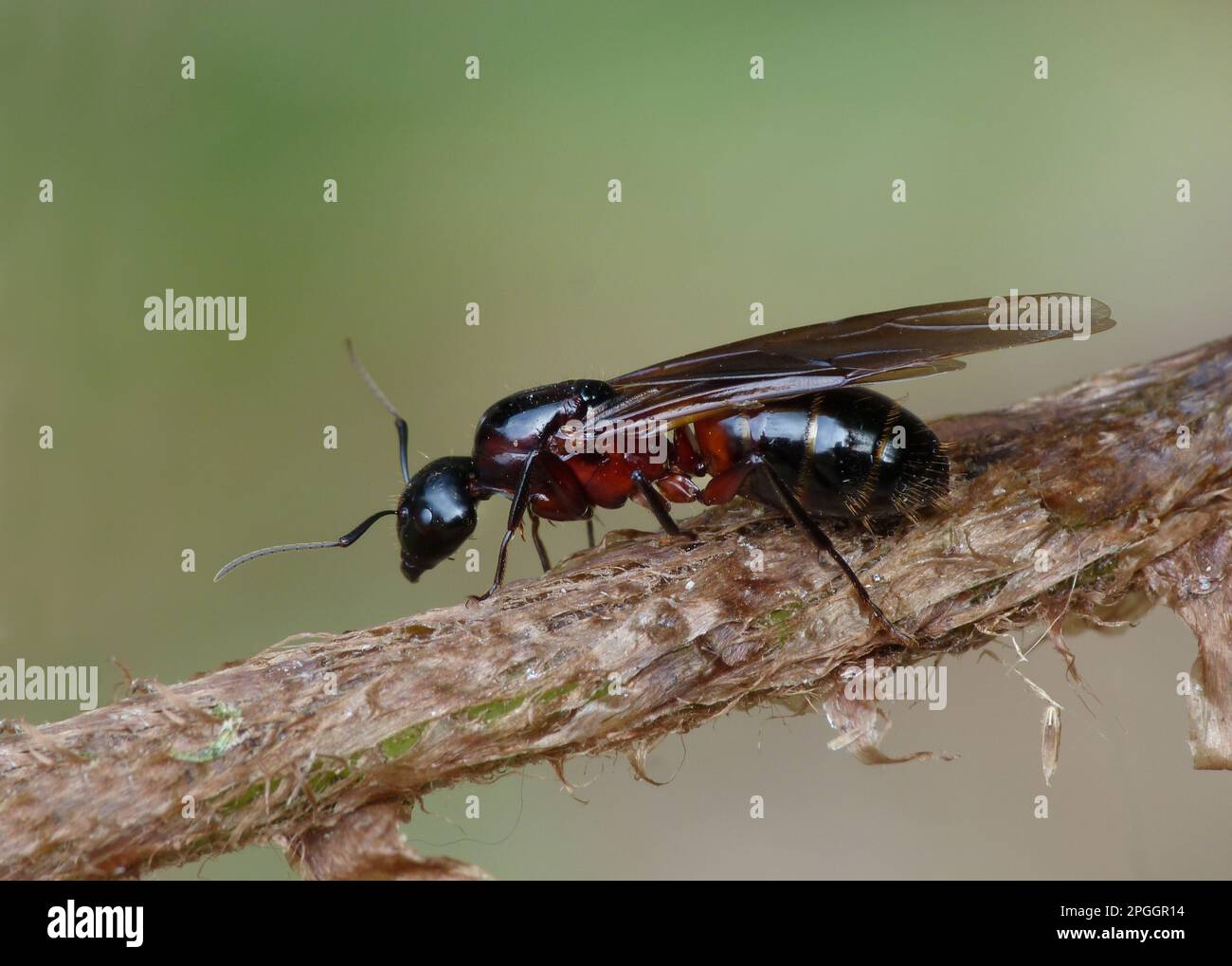 Southern Wood Ant (Formica rufa) adult female, winged queen, Cannobina ...