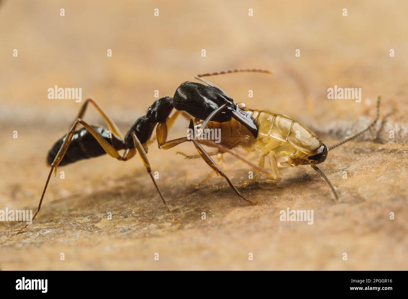 Snapping jaw ant, Snapping jaw ants, Other animals, Insects, Animals ...