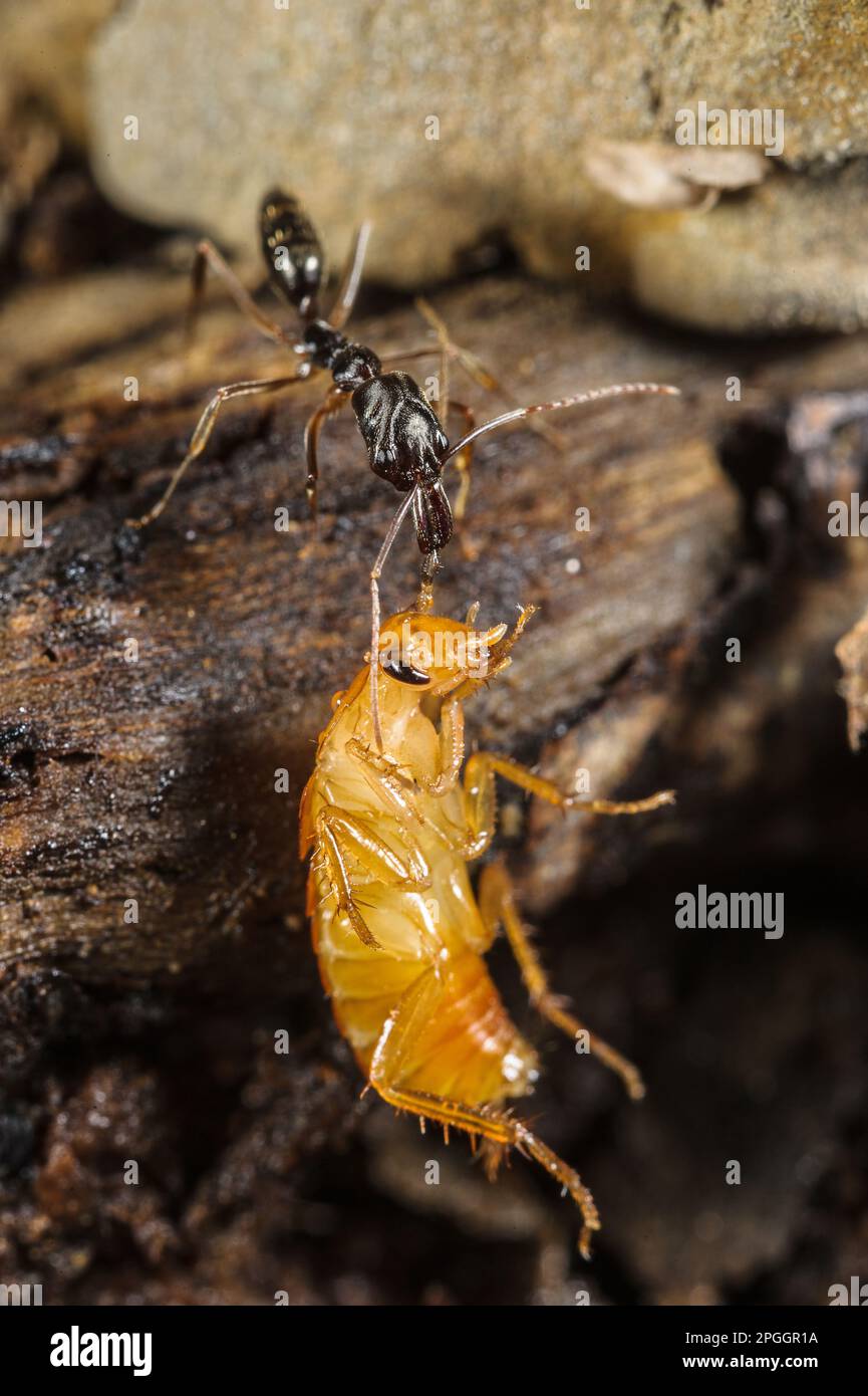 Snapping jaw ant, Snapping jaw ants, Other animals, Insects, Animals ...