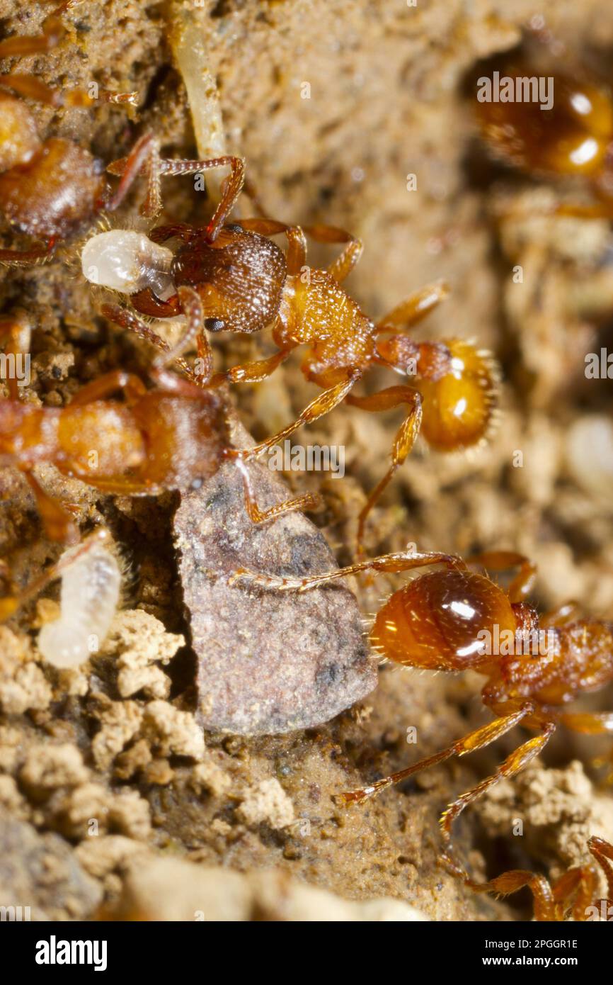 Common Elbowed Red Ant (Myrmica scabrinodis) adults, workers moving ...