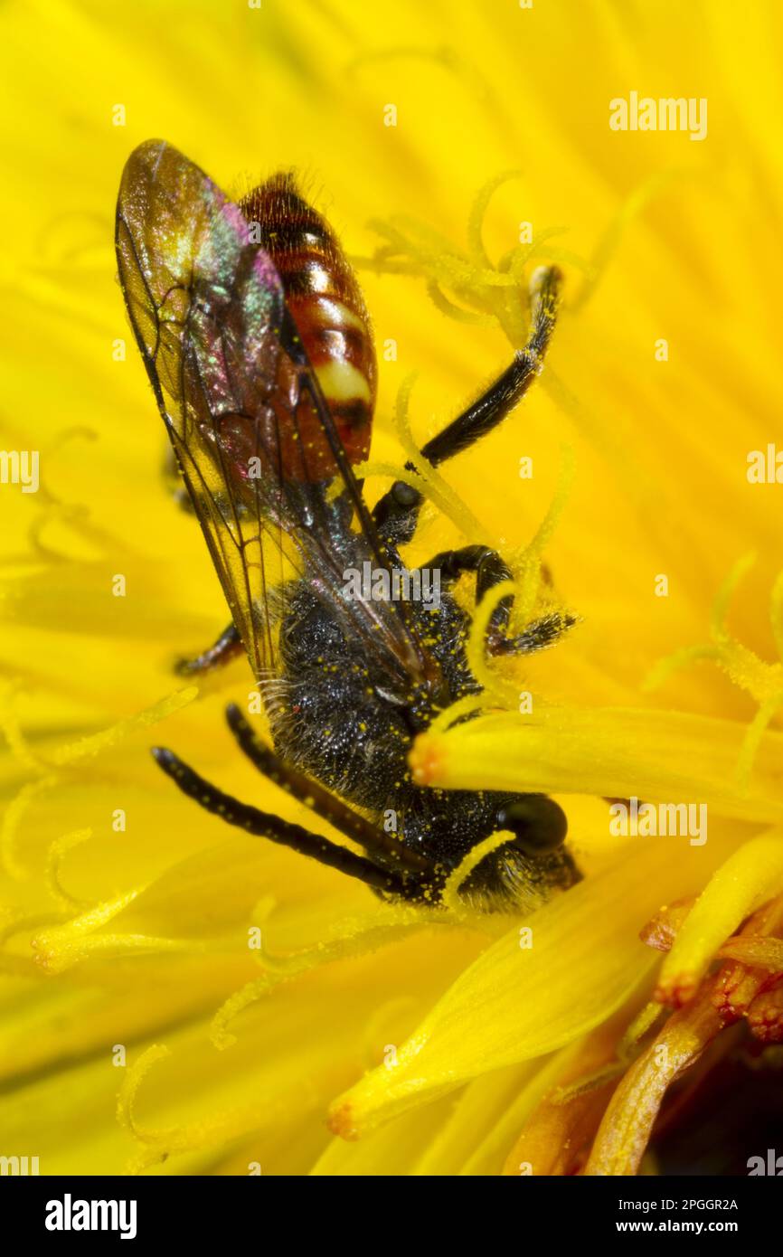 Adult male feeding on insects hi-res stock photography and images - Alamy