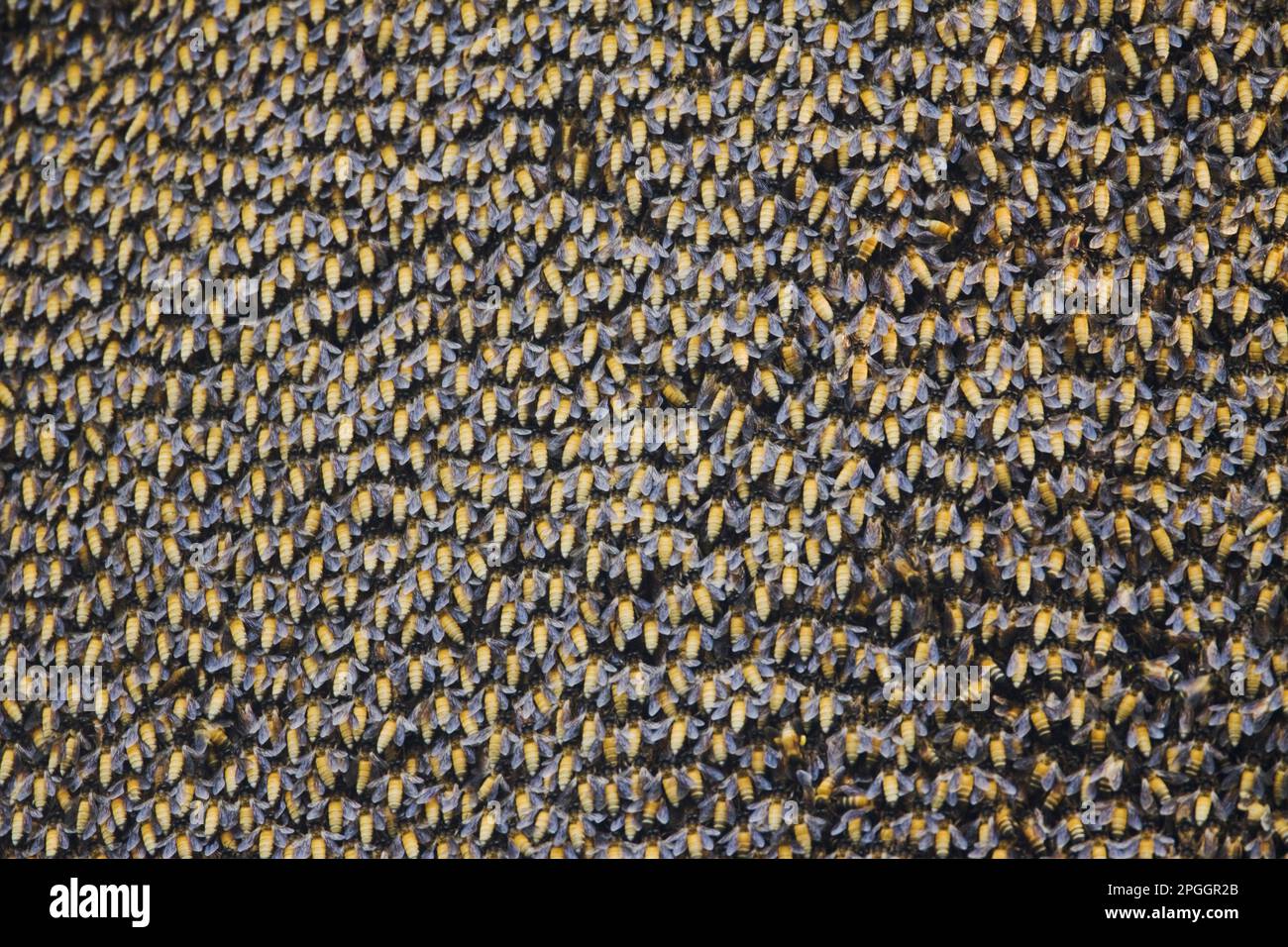 Asian honey bee hi-res stock photography and images - Alamy
