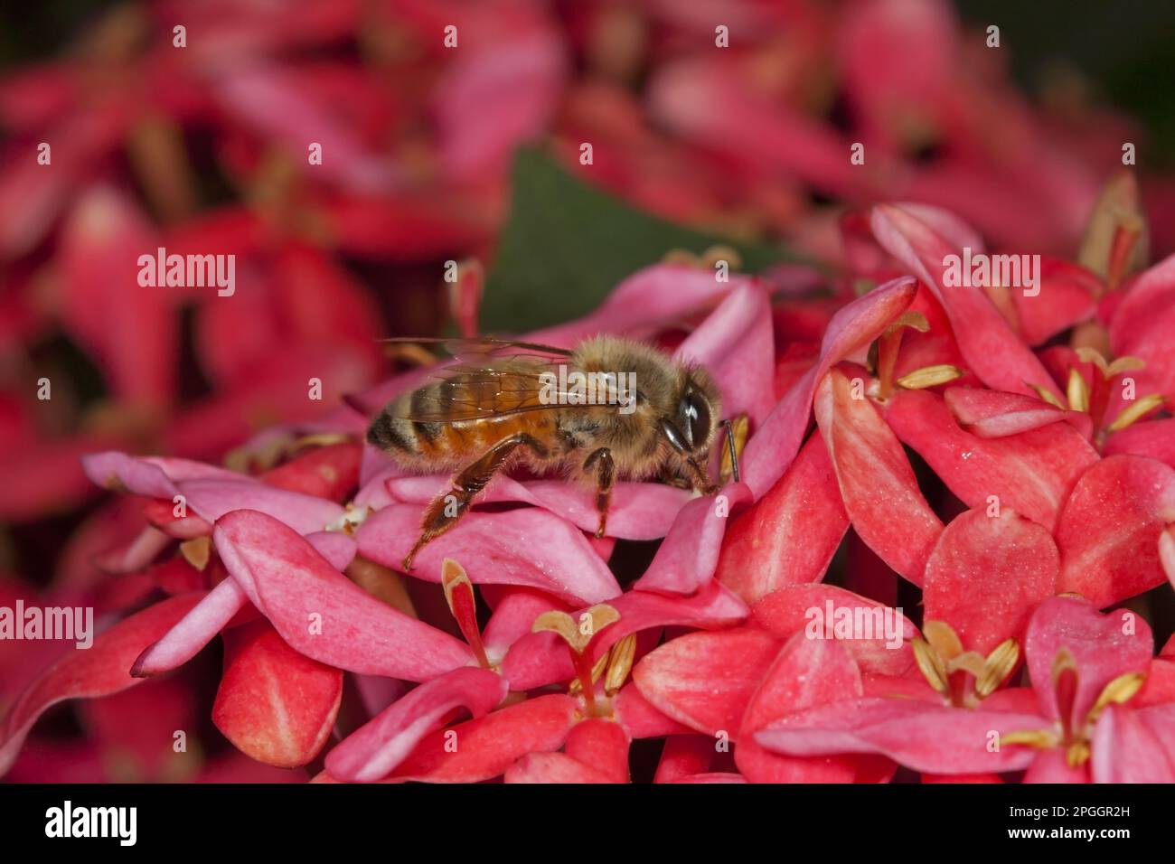 Indian honeybees hi-res stock photography and images - Alamy