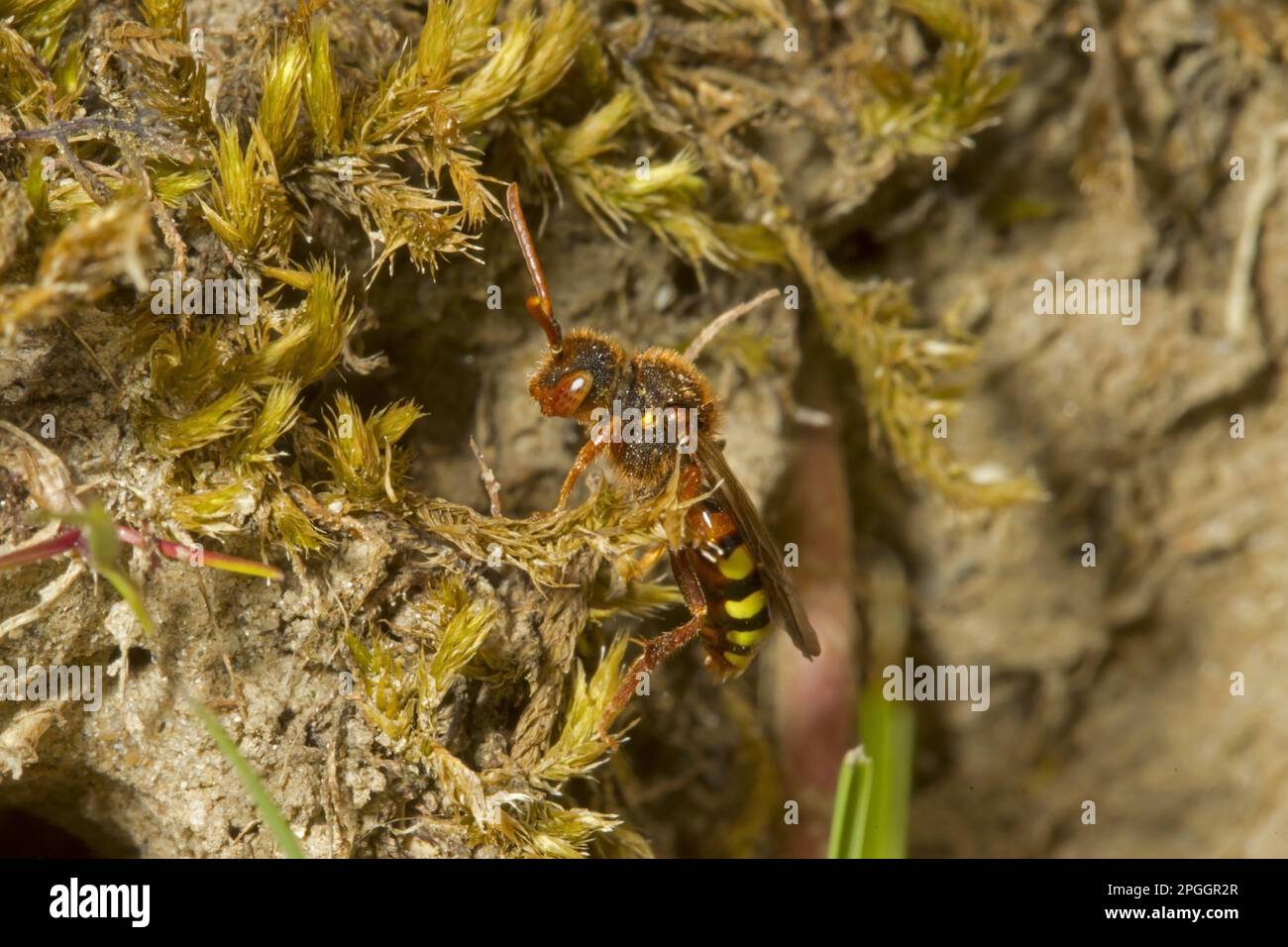 Lathbury's nomads (Nomada lathburiana), Cuckoo Bee, Cuckoo Bees, Bee ...