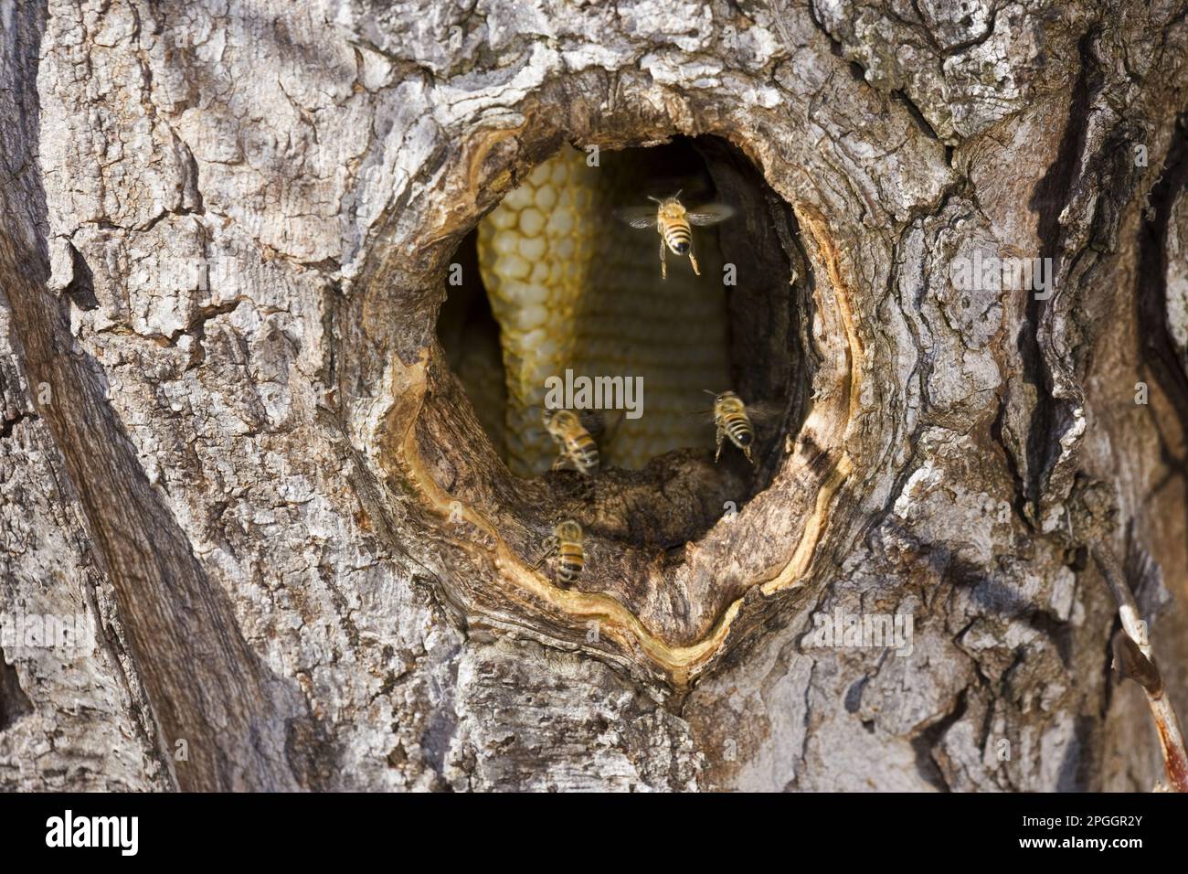 Western Honey Bee, Western Honey Bees, European Honey Bee (Apis ...