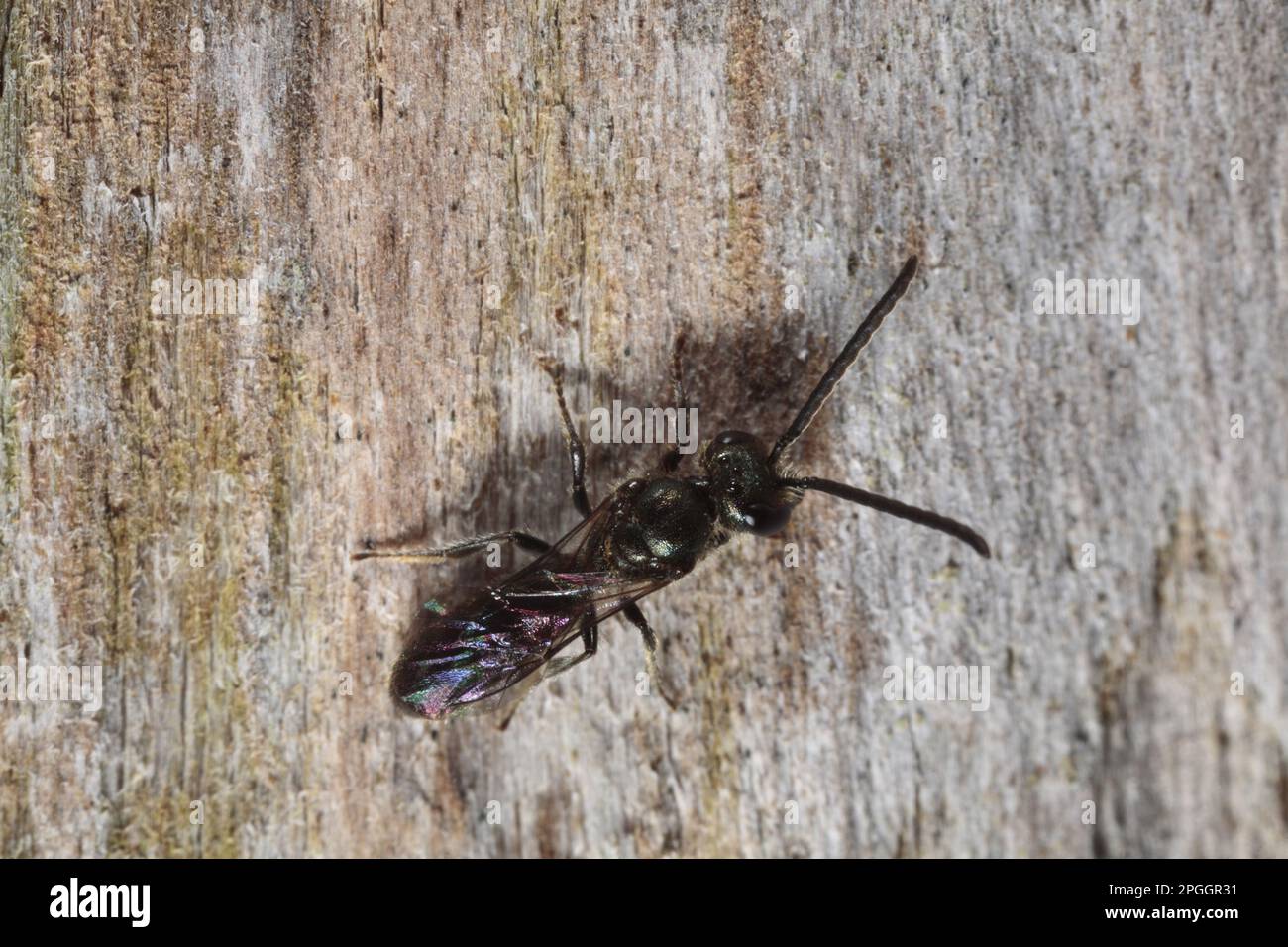 Lasioglossum similis, White-banded Narrow Bee, White-banded Narrow Bee ...