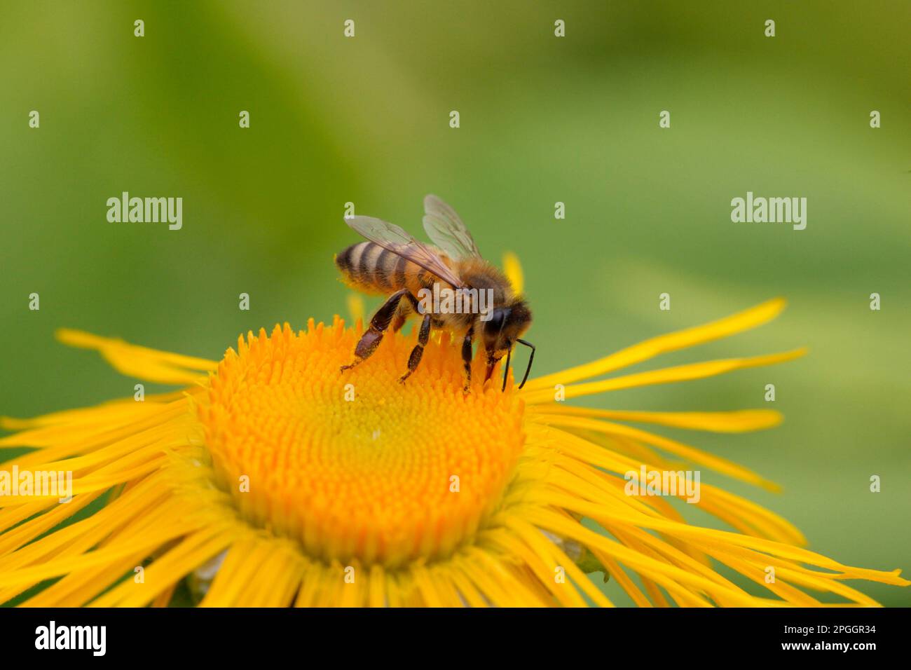 Western Honey Bee (Apis mellifera) adult, feeding, collecting pollen ...