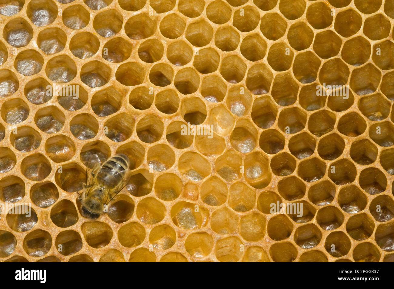 Western honey bee, Western honey bees, European honey bee (Apis ...