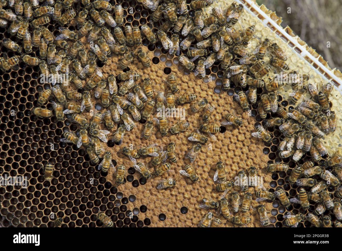 Western Honey Bee (Apis mellifera) adults, on frame of honeycomb in ...