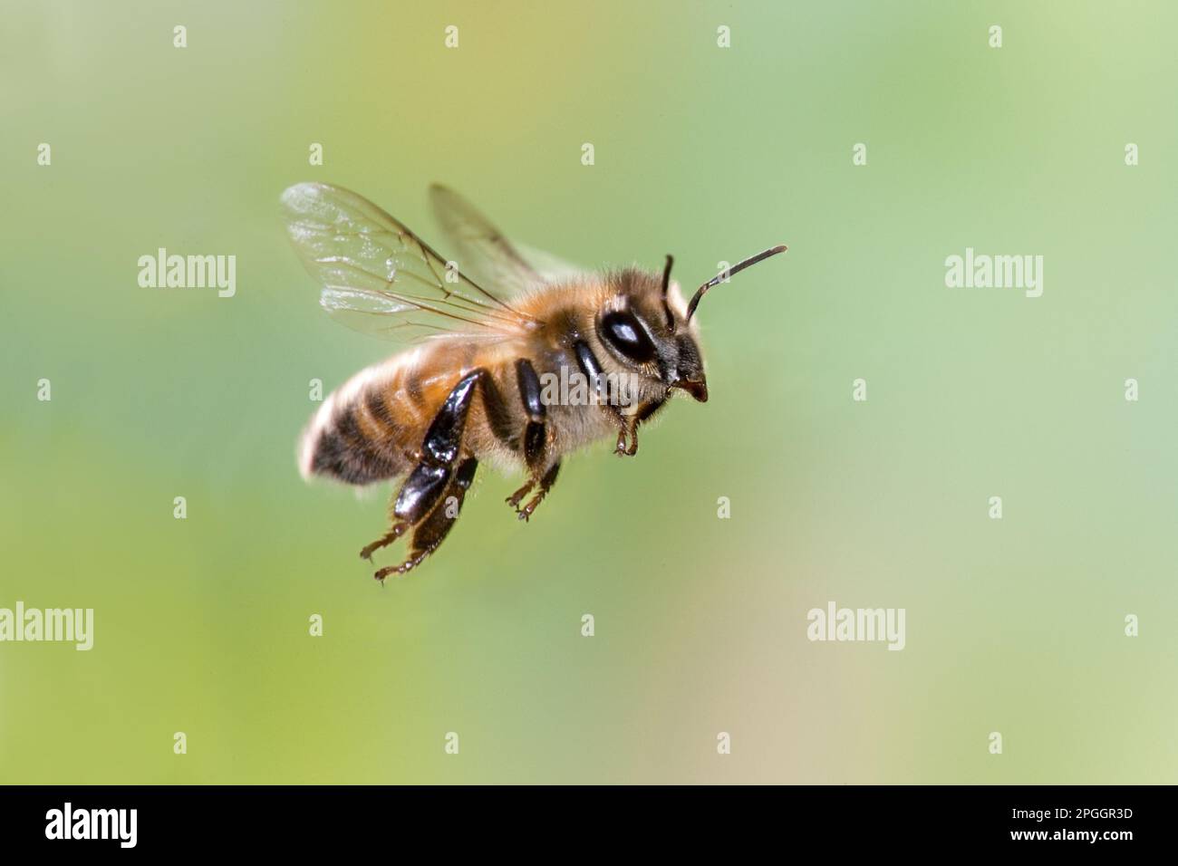 Western Honey Bee, Western Honey Bees, European Honey Bee (Apis ...