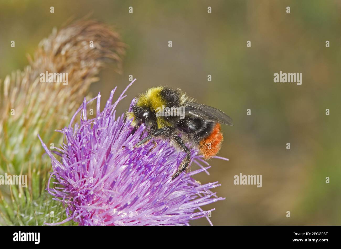 Stone bumblebee, red-tailed bumblebees (Bombus lapidarius), Bumblebee ...
