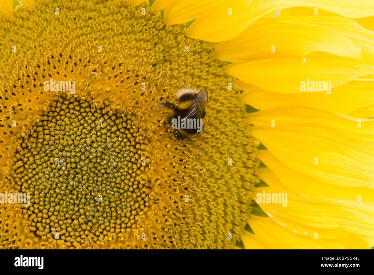 Mature sunflower field hi-res stock photography and images - Alamy