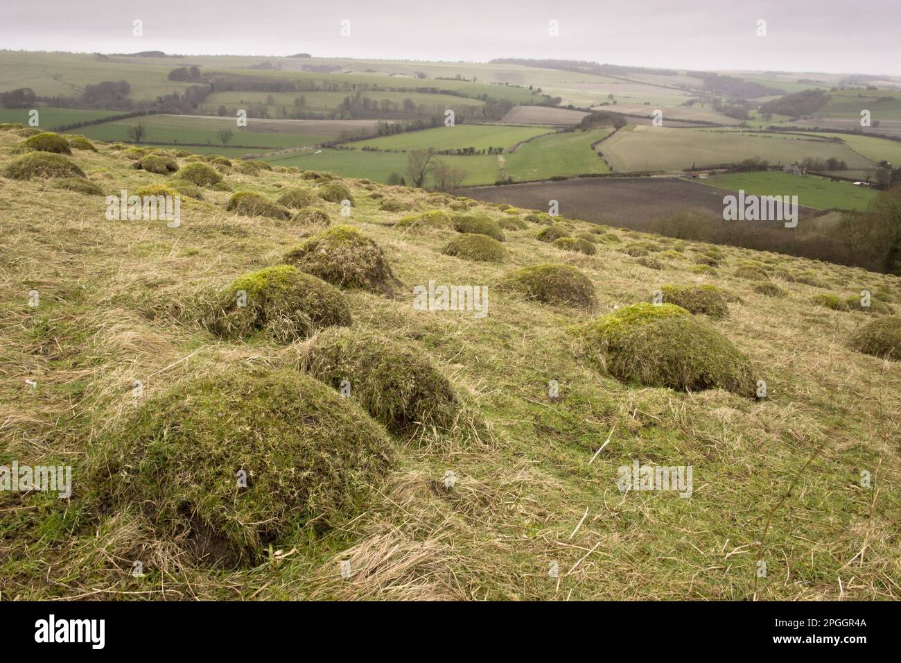 Ant Hills In Lawn Uk