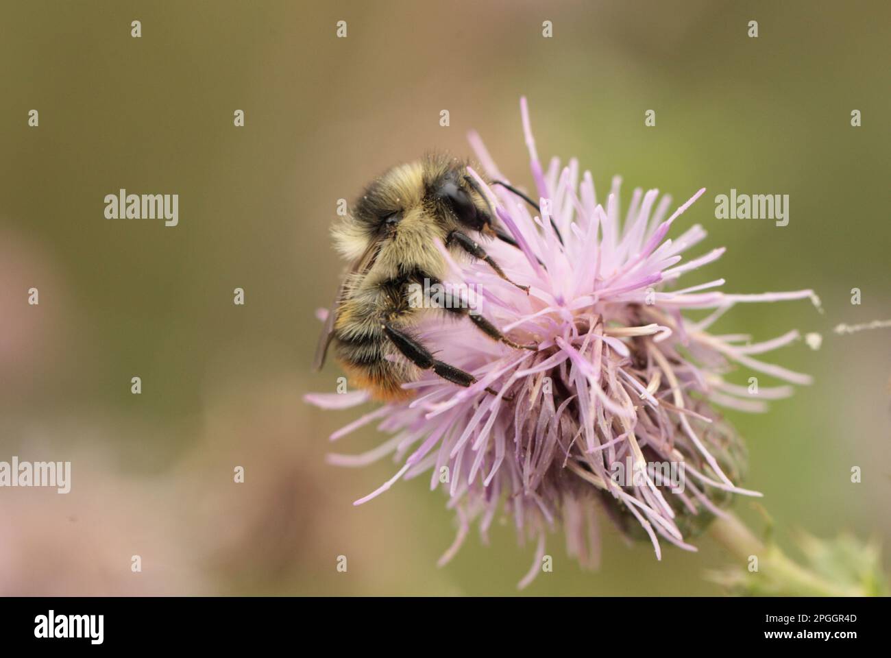 Shrill Carder Bee (Bombus sylvarum) adult, feeding on knapweed flower ...