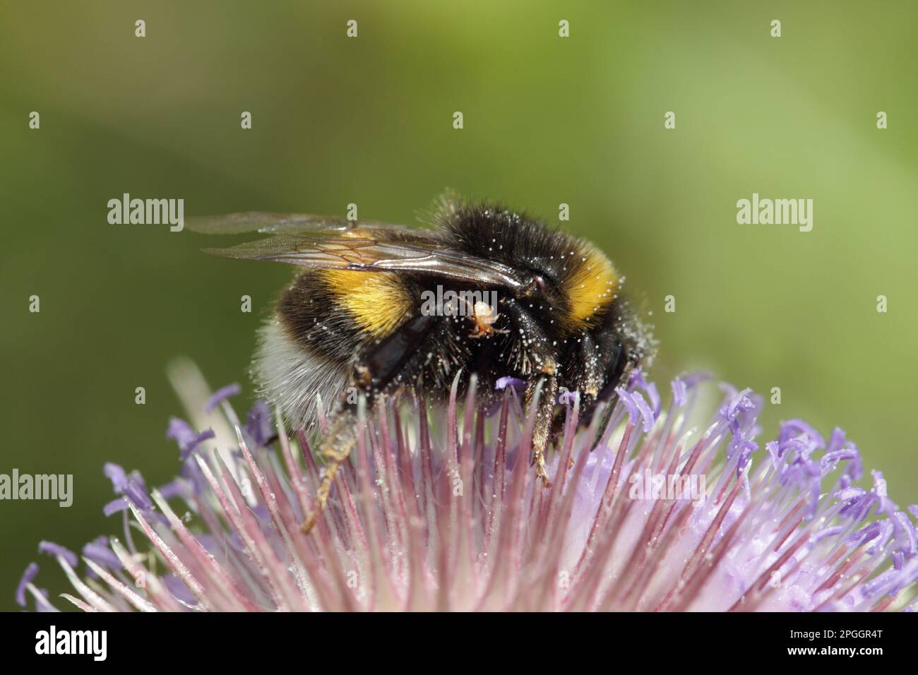 Side view white tailed bumblebee hi-res stock photography and images ...
