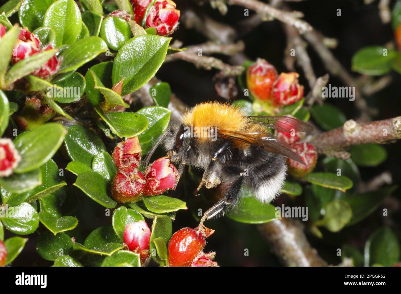 Tree Bumblebee (Bombus hypnorum) adult male, feeding on Wall ...