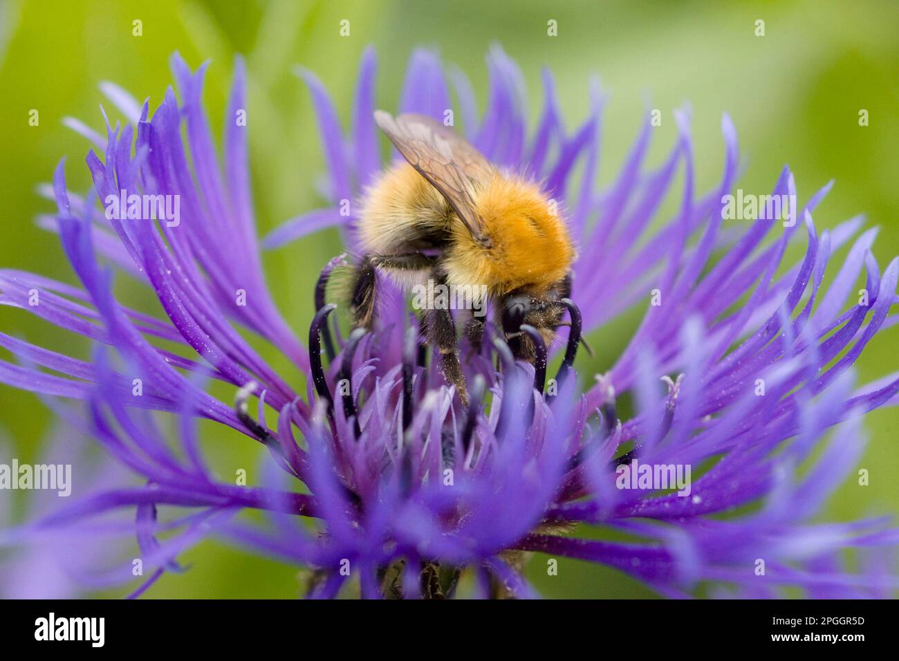 Moss Carder Bee (Bombus muscorum) 'Shetland Bumblebee', adult, feeding ...