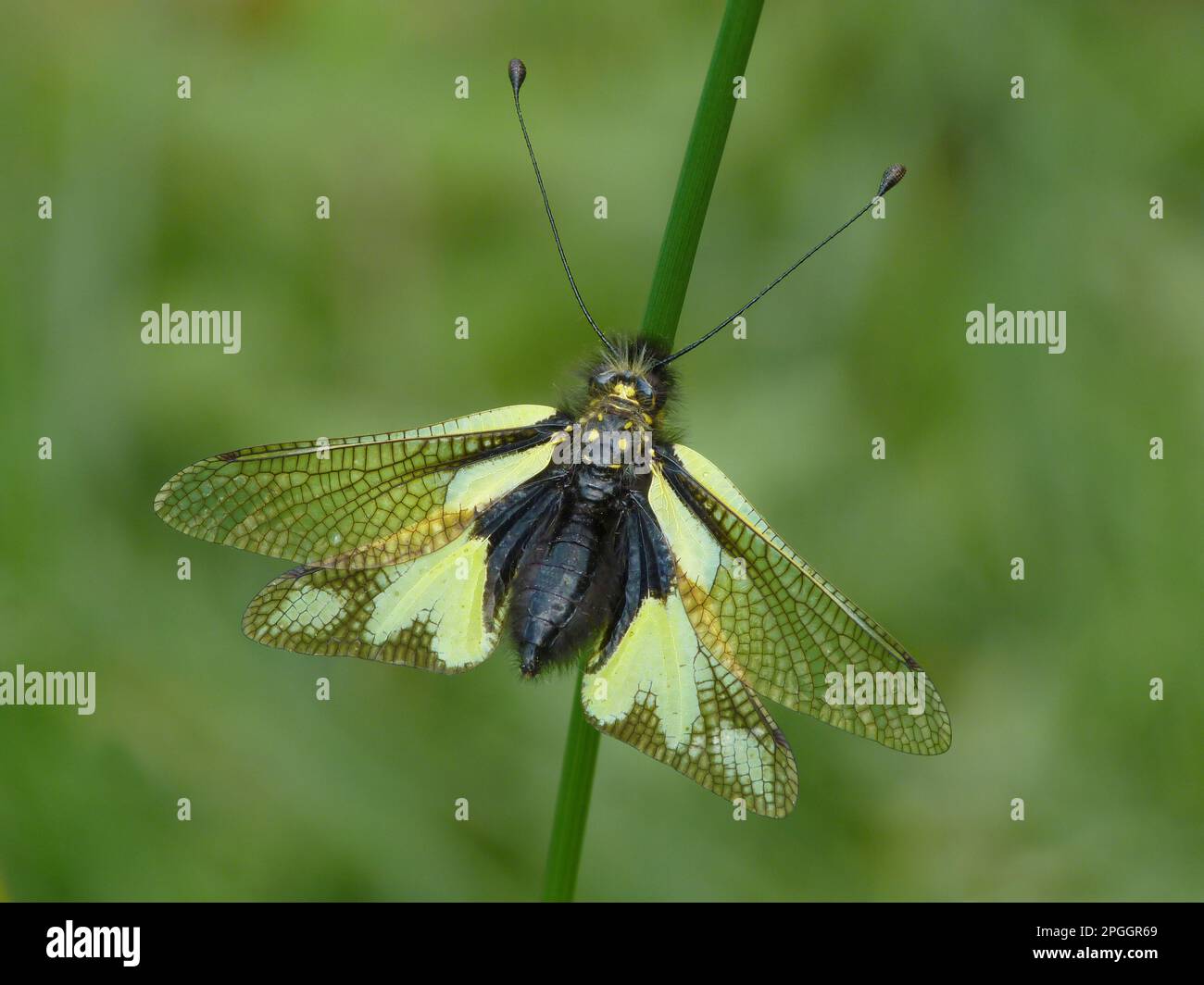 Ascalaphid (Libelloides longicornis) adult female, resting on grass ...