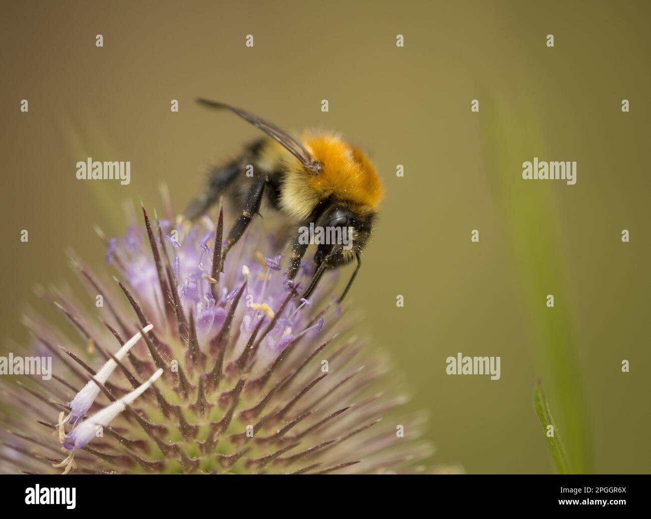 Bombus agrorum, Common Bumblebee, Bumblebee, Bumblebee, Bumblebees ...