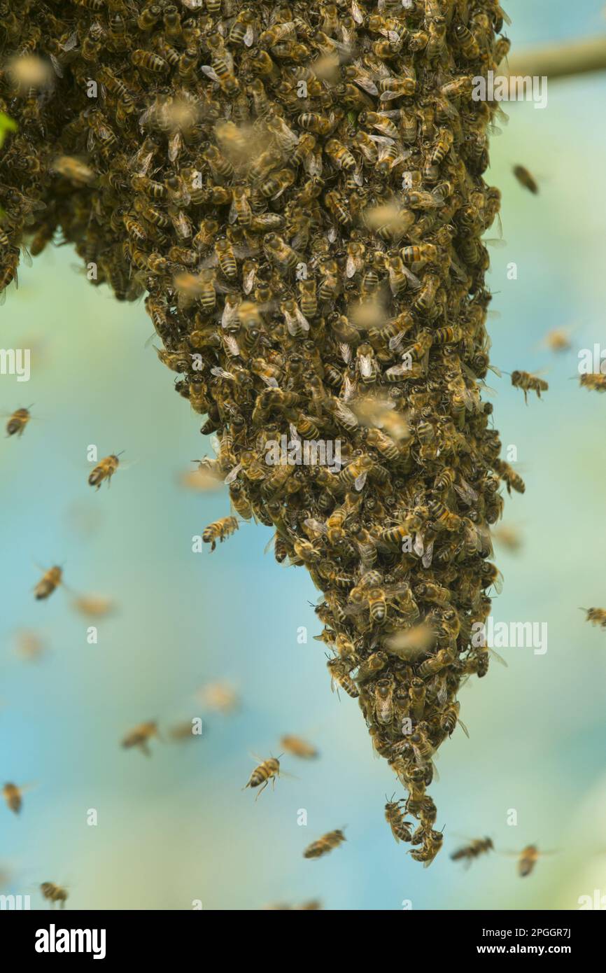 Western honey bee, Western honey bees, European honey bee (Apis ...