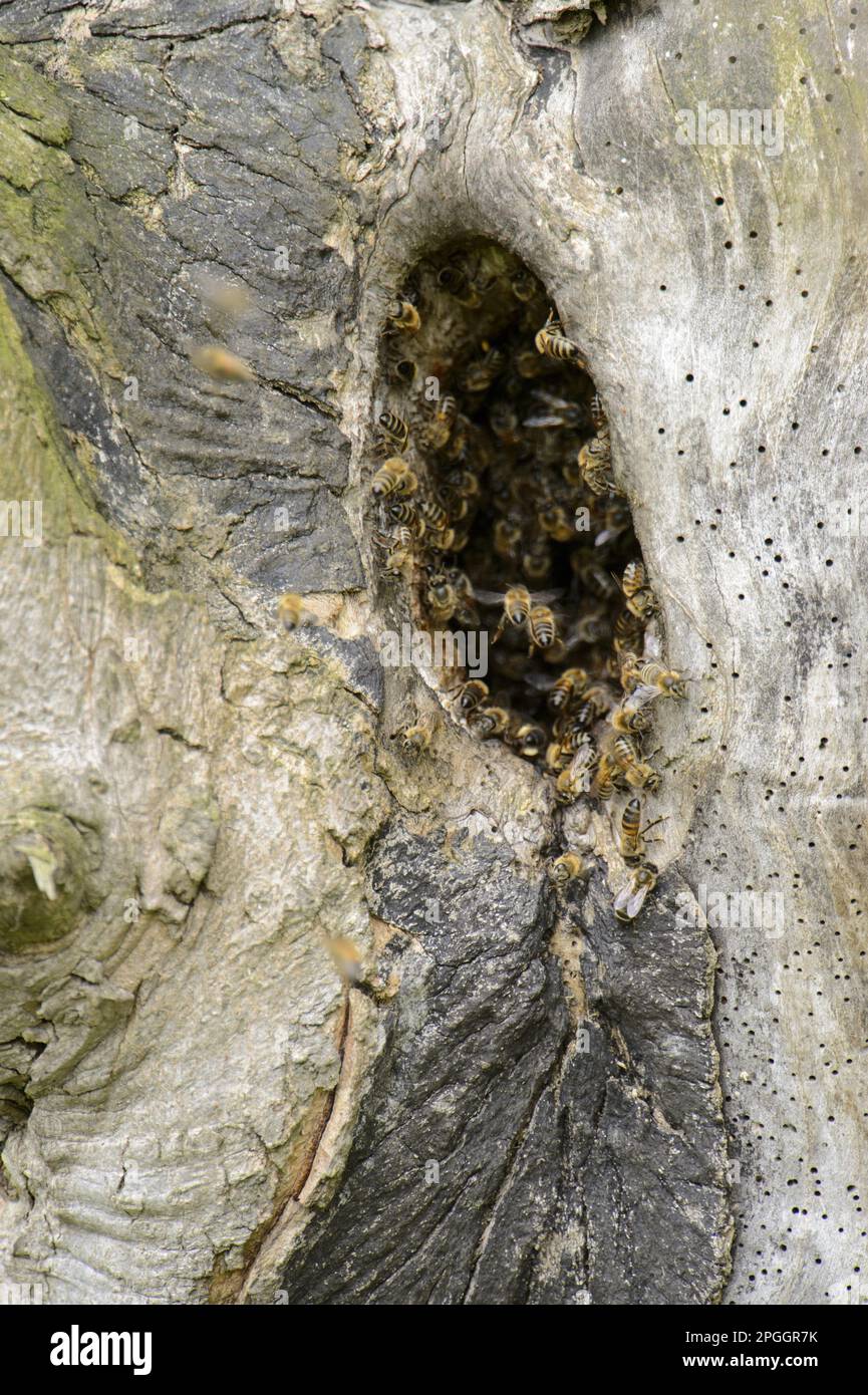 Swarm of honey bee (Apis mellifera), at nest in trunk hole of Sycamore ...