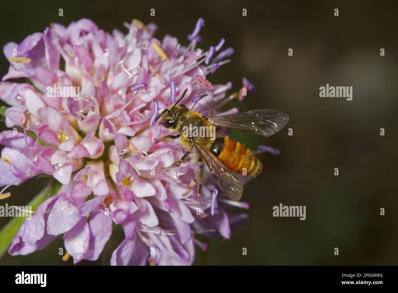 Small mining bee with scabiosa (Andrena marginata), adult, feeding on ...